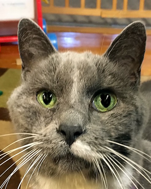 Goodbye Sweet Kippy - My Happy Crazy Life